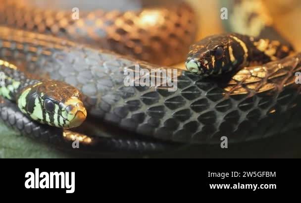 Spilotes pullatus, commonly known as the caninana,chicken snake,yellow ...