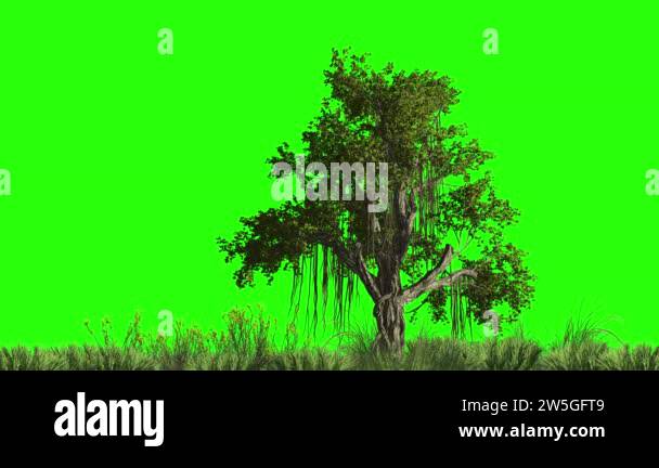 Chinese Banyan tree is like an oak tree on a green screen with grass ...