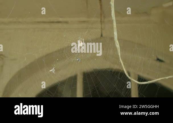 a spider web and a spider on the window of a ruined building. 4k Stock ...