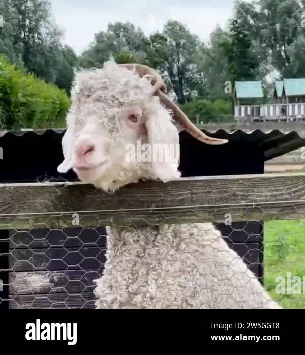 Sheep head sheep Stock Videos & Footage - HD and 4K Video Clips - Alamy