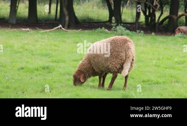 Feta sheep Stock Videos & Footage - HD and 4K Video Clips - Alamy