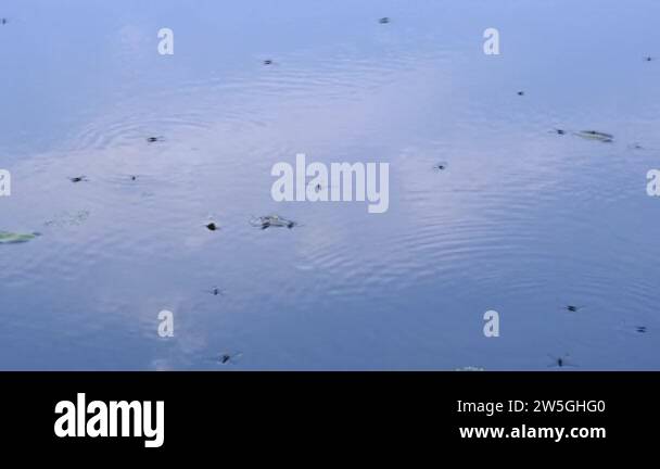 Aquatic centipede Stock Videos & Footage - HD and 4K Video Clips - Alamy