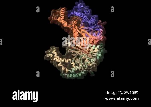 Structure Of Human Gtp Cyclohydrolase I Animated 3d Cartoon And