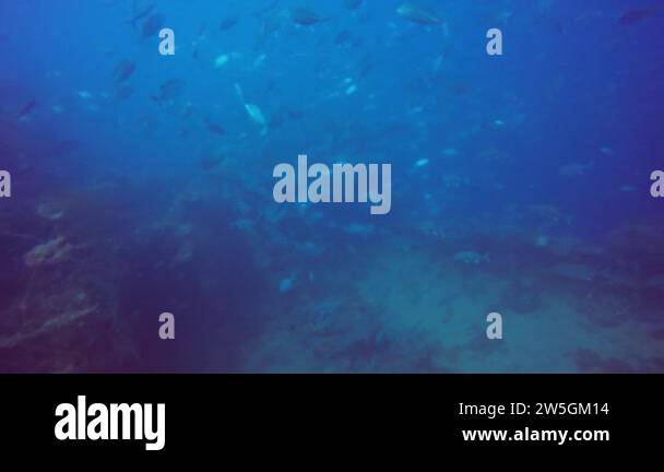 Operation fish world war Stock Videos & Footage - HD and 4K Video Clips ...