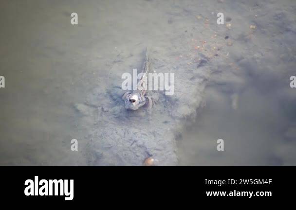 Amphibious fish amphibian mud Stock Videos & Footage - HD and 4K Video ...