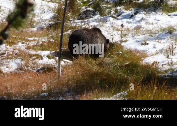 Brown bear eating insects Stock Videos & Footage - HD and 4K Video ...