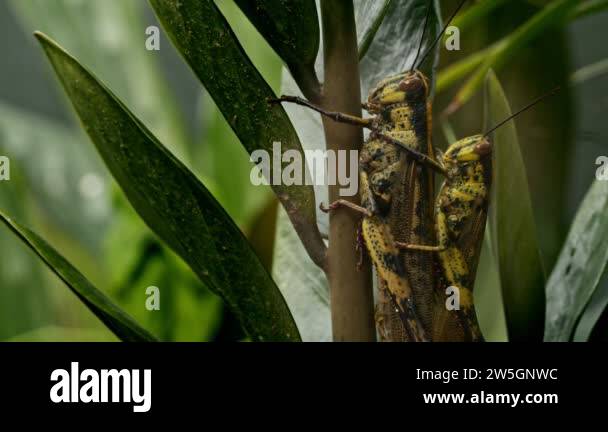 The locust on the branches looks in harmony with the color of the leaves.Locusts have caused ...