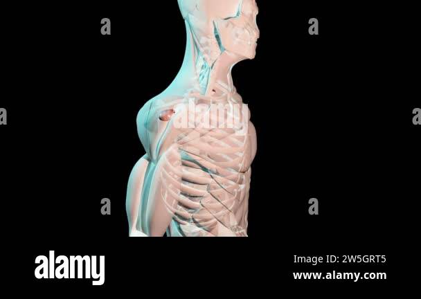 This 3d video shows the supraspinatus muscles anatomical position on ...