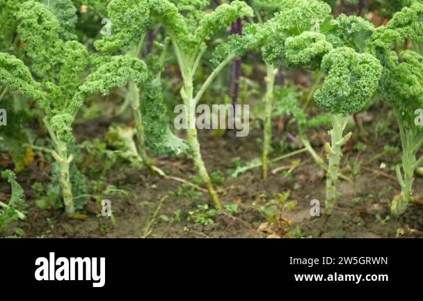 Leaf curly cabbage kale winter plant field leaves bio organic ...