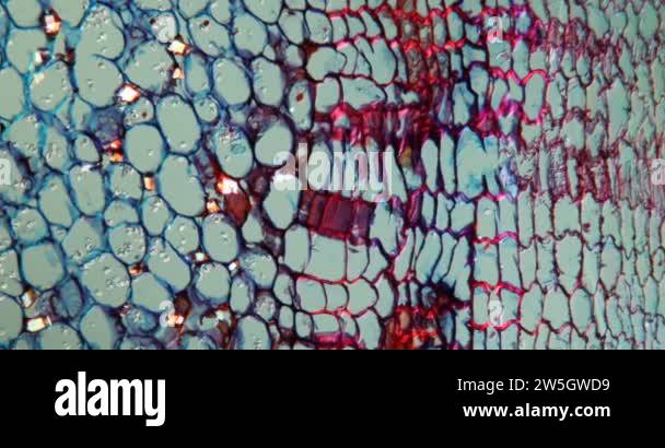 Transverse section fir Stock Videos & Footage - HD and 4K Video Clips ...