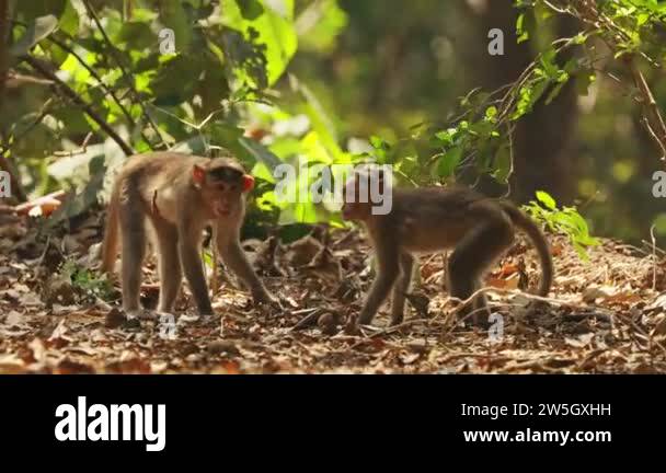Macaca radiata bonnet macaque Stock Videos & Footage - HD and 4K Video ...