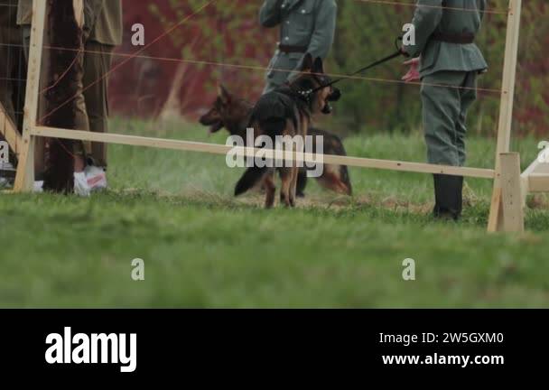 German soldiers with shepherds guard captured Soviet soldiers behind a ...