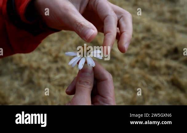 Female finger pull petals Stock Videos & Footage - HD and 4K Video Clips - Alamy