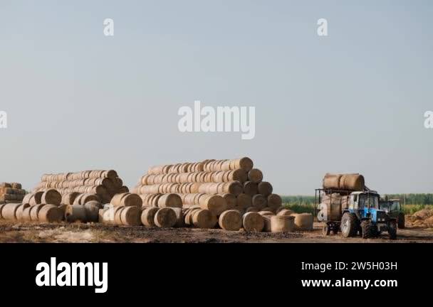 Harvesting hay. Tractor loading hay bales on a trailer. Pressing straw ...