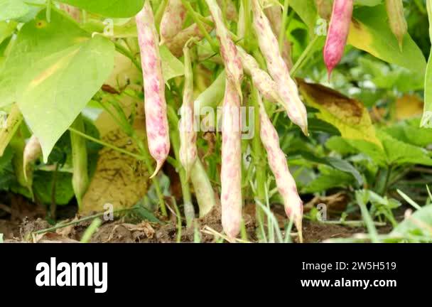 Ripe kidney bean growing on farm in 4K VIDEO.Bush with bunch of podsof ...
