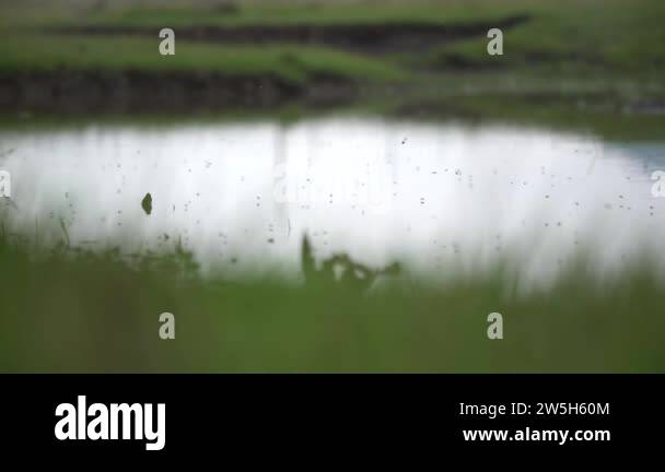 Flying flies over the pond.Fly grasshopper butterfly parasite beetles ...