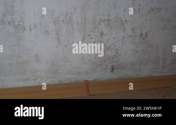 Black Mold Symptoms on the walls and ceiling. Moisture from water ...