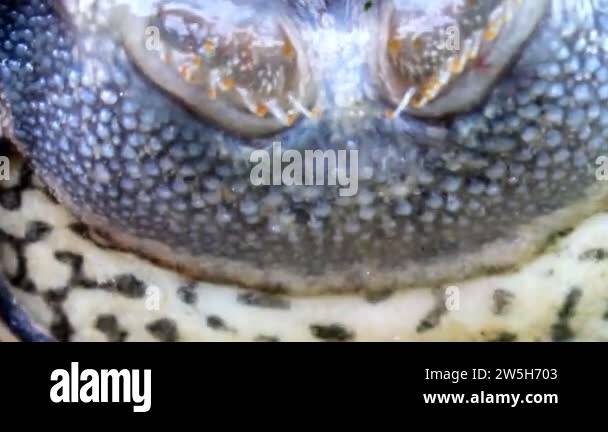 Mouth fish Stock Videos & Footage - HD and 4K Video Clips - Alamy
