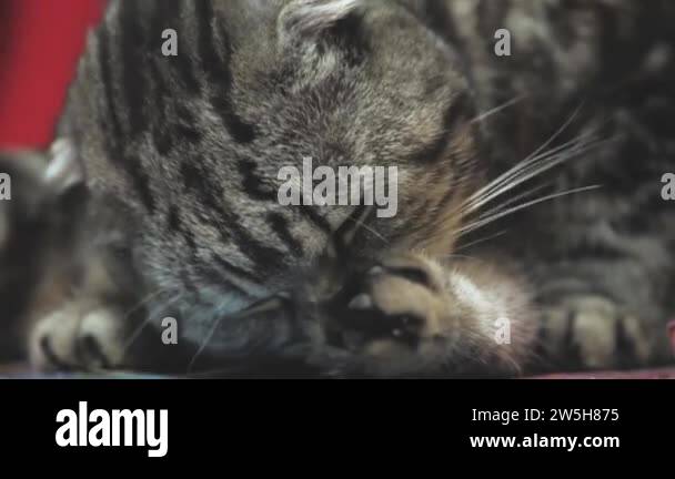 The gray tabby cat washes his face. A clean cat washes its paw with its ...