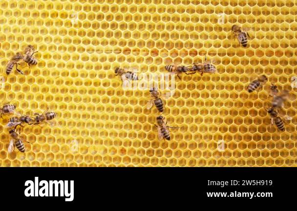 Bees family working on honeycomb in apiary. Life of apis mellifera in ...