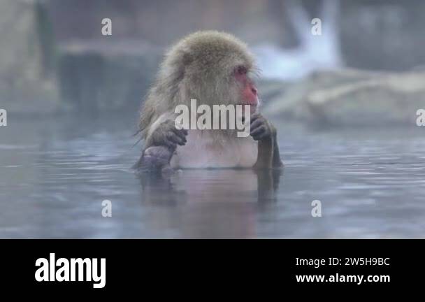 Jigokudani Monkey Park offers visitors the experience of seeing wild ...