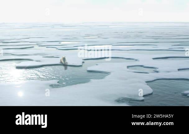 Polar bear alone ice Stock Videos & Footage - HD and 4K Video Clips - Alamy