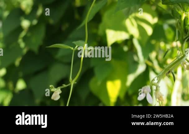 Green kidney bean growing on farm in HD VIDEO.Bush with bunch of podsof ...