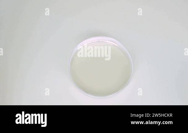 performing bacterial inoculation on an agar plate with sterile pipette Stock Video Footage - Alamy