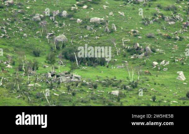 Herd of wild deer on the rocky mountain ridge.Wildlife animal nature ...