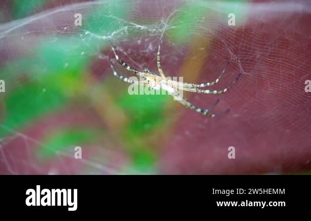 Tent weaver Stock Videos & Footage - HD and 4K Video Clips - Alamy