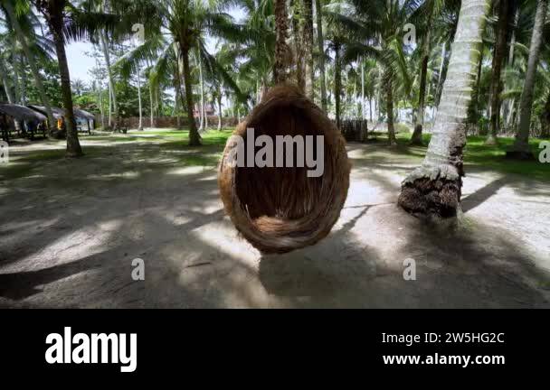 Bird coconut Stock Videos & Footage - HD and 4K Video Clips - Alamy
