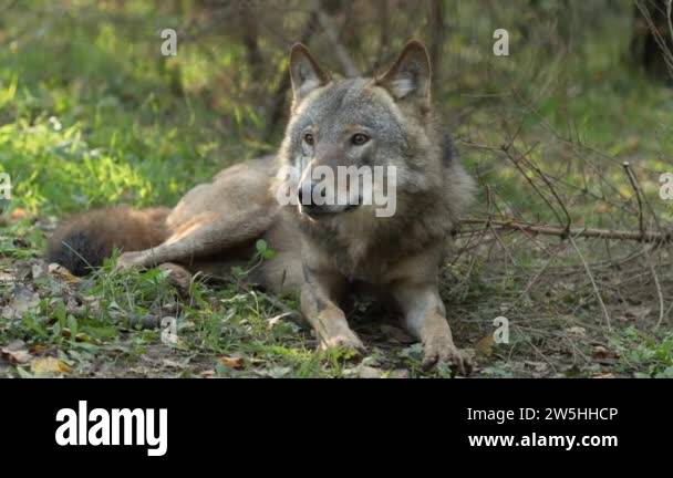 Wolf, Canis Lupus, Gray Wolf, Grey Wolf Sitting Outdoors In Autumn Day ...