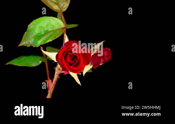 Opening red rose flower Stock Videos & Footage - HD and 4K Video Clips ...