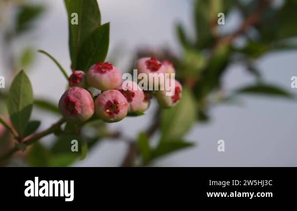 Wild huckleberry plants Stock Videos & Footage - HD and 4K Video Clips ...