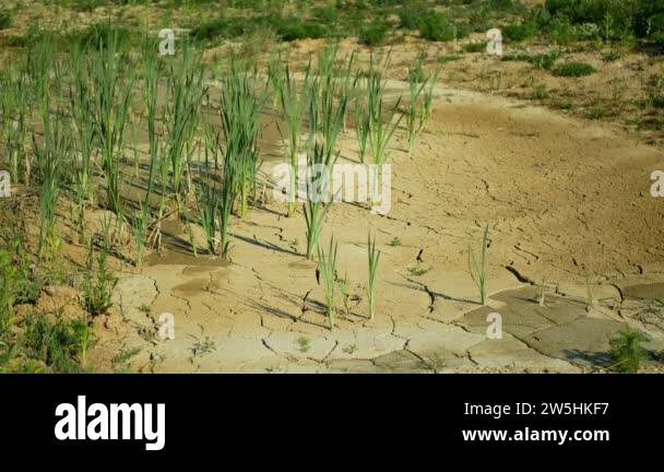 Cracks drought pond lake wetland, swamp very drying up the soil crust ...