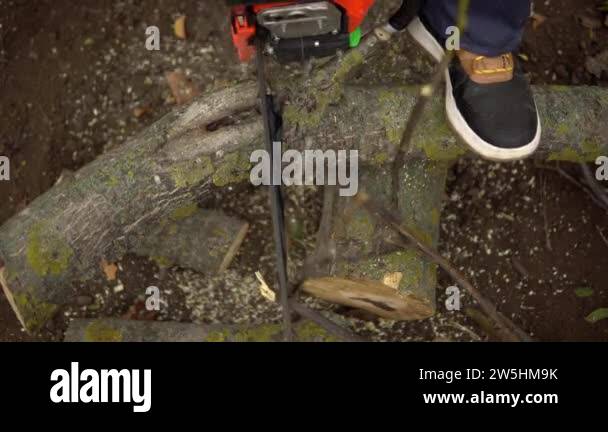 Walnut wood log Stock Videos & Footage - HD and 4K Video Clips - Alamy