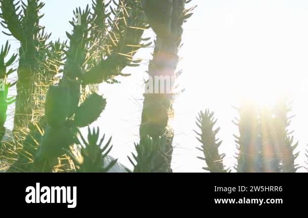 Spider cactus Stock Videos & Footage - HD and 4K Video Clips - Alamy