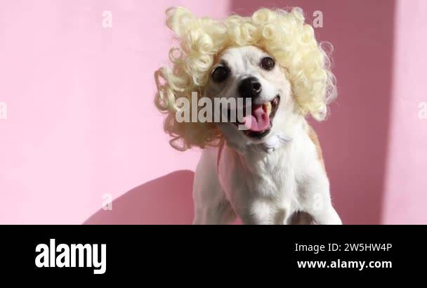 Pinky dog Stock Videos & Footage - HD and 4K Video Clips - Alamy