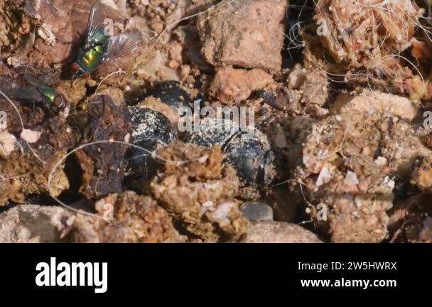 dung beetle, Geotrupidae, beetles, Coleoptera, earth-boring dung ...