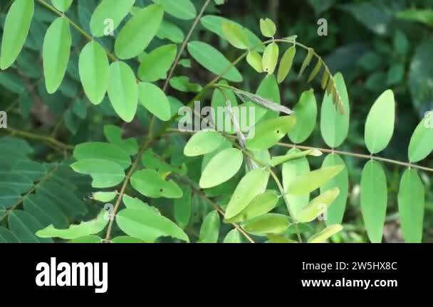 Senna siamea (Also known as Siamese cassia, kassod tree, cassod tree ...
