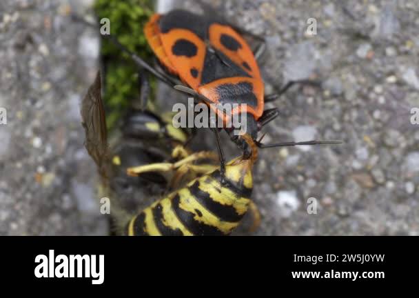 Vespula germanica, European wasp, German wasp, or German yellowjacket ...