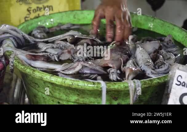 Octopus in bucket Stock Videos & Footage - HD and 4K Video Clips - Alamy