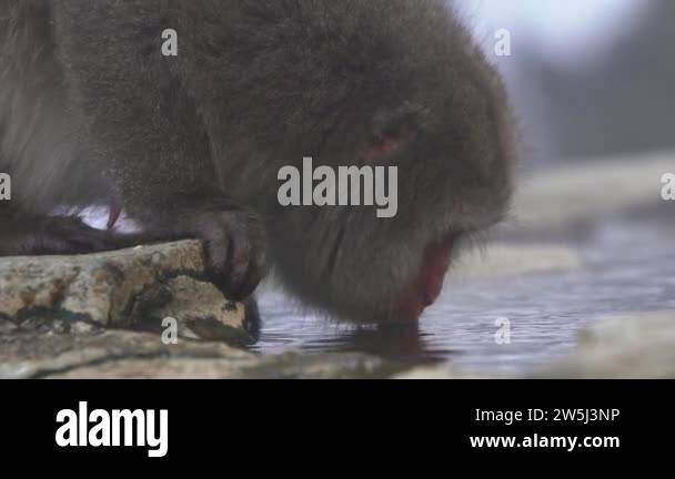 Japanese snow monkey drinking water in onsen hot springs at winter. A ...