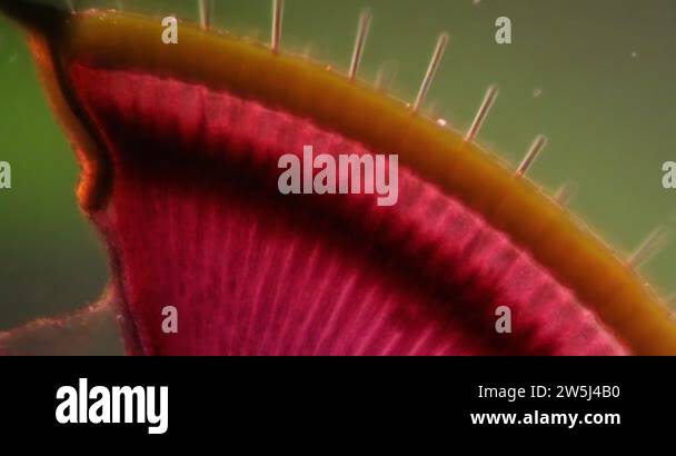 Compound eye microscope Stock Videos & Footage - HD and 4K Video Clips ...