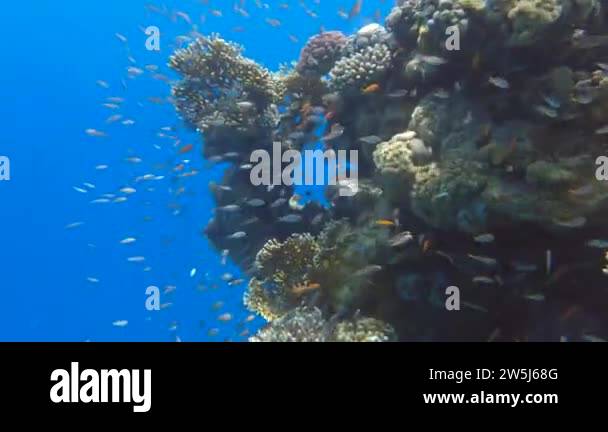 Colorful tropical fishes on beautiful coral reef. Arabian Chromis ...