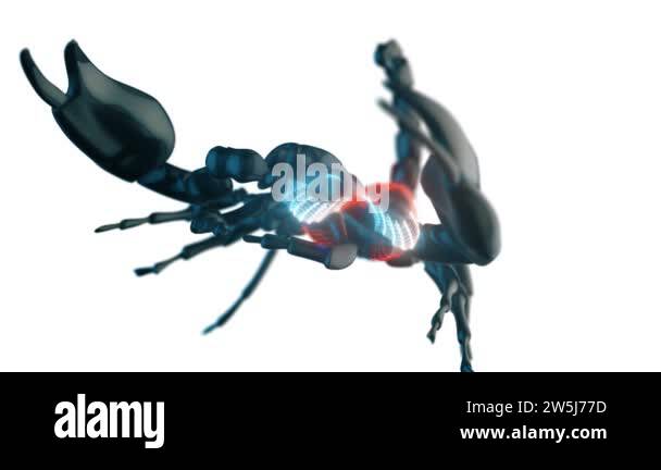 Scorpion hunting in the desert Stock Videos & Footage - HD and 4K Video ...