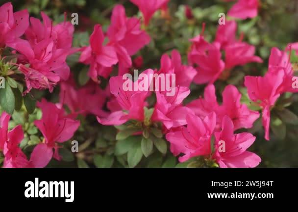 Beautiful spring azalea flowers Stock Videos & Footage - HD and 4K ...