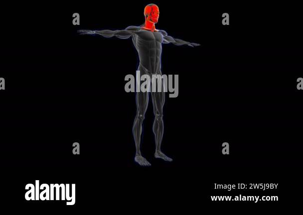 3D Illustration, Muscle is a soft tissue, Muscle cells contain proteins ...