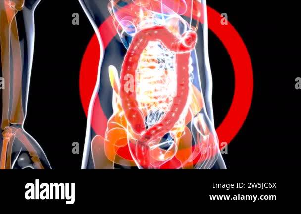 3D animation of Human Digestive System Large Intestine Anatomy Stock ...