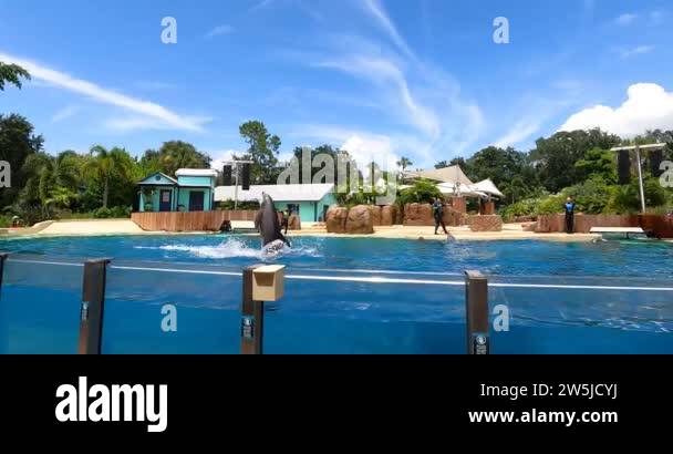 Dolphin standing Stock Videos & Footage - HD and 4K Video Clips - Alamy